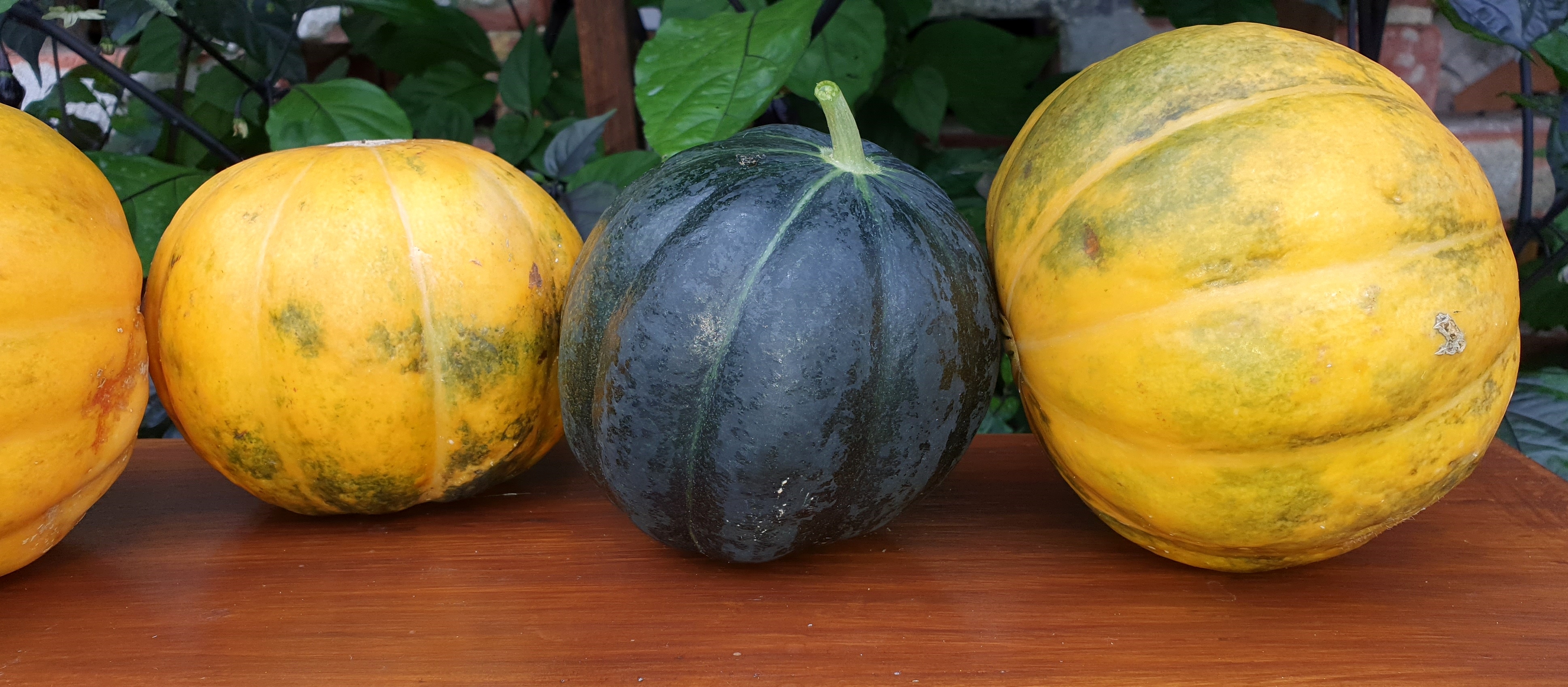 Melon Noir Des Carmes at Ryan Boland blog